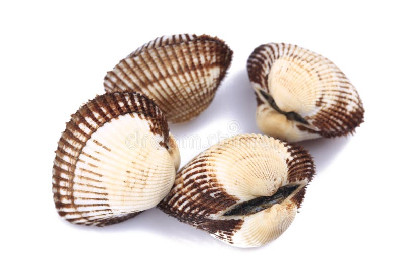 Scapharca subcrenata stock photo. Image of salty, scapharca - 143783786