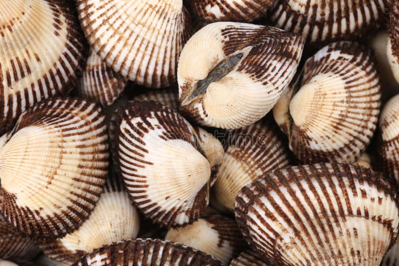 Scapharca subcrenata stock photo. Image of salty, cook - 144067402