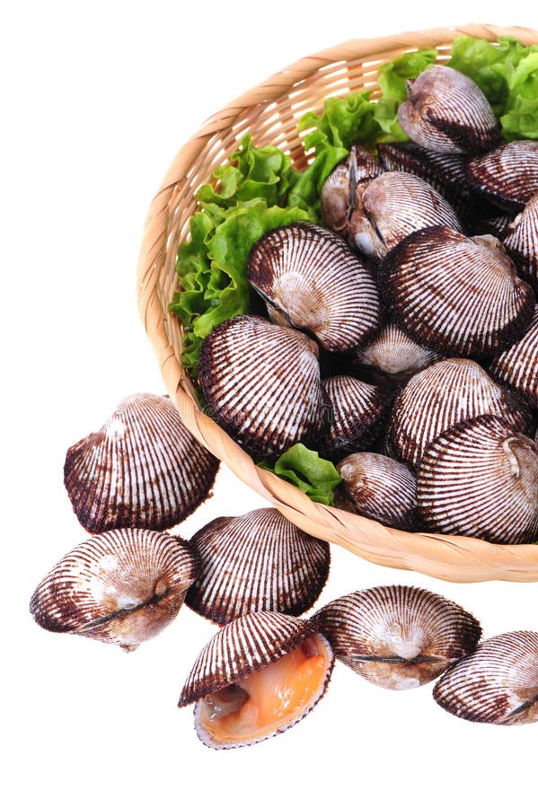 Scapharca subcrenata stock photo. Image of salty, cook - 144067402