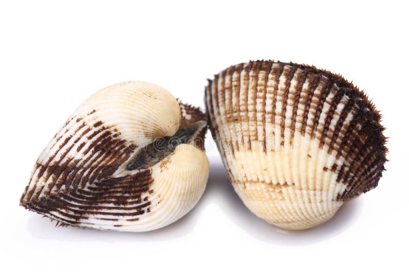 Scapharca subcrenata stock photo. Image of salty, scapharca - 143783786