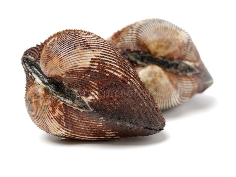 Scapharca subcrenata stock image. Image of healthy, ingredient - 143710101