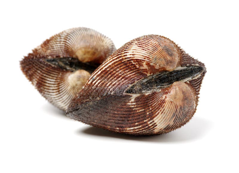 Scapharca subcrenata stock image. Image of healthy, ingredient - 143710101