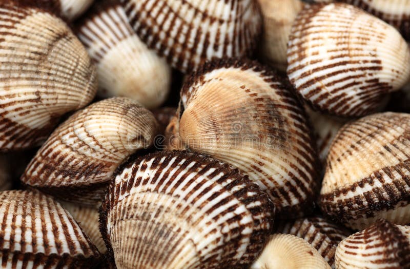 Scapharca subcrenata stock photo. Image of healthy, steamed - 144067368