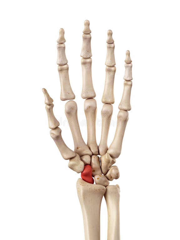 The scaphoid bone stock illustration. Illustration of body - 56652155
