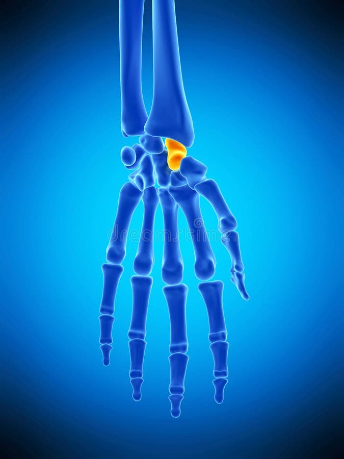 The scaphoid bone stock illustration. Illustration of body - 56652155