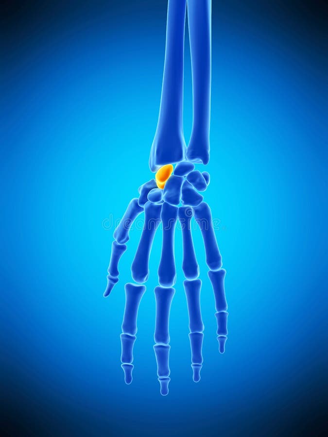 The scaphoid bone stock illustration. Illustration of body - 56652155