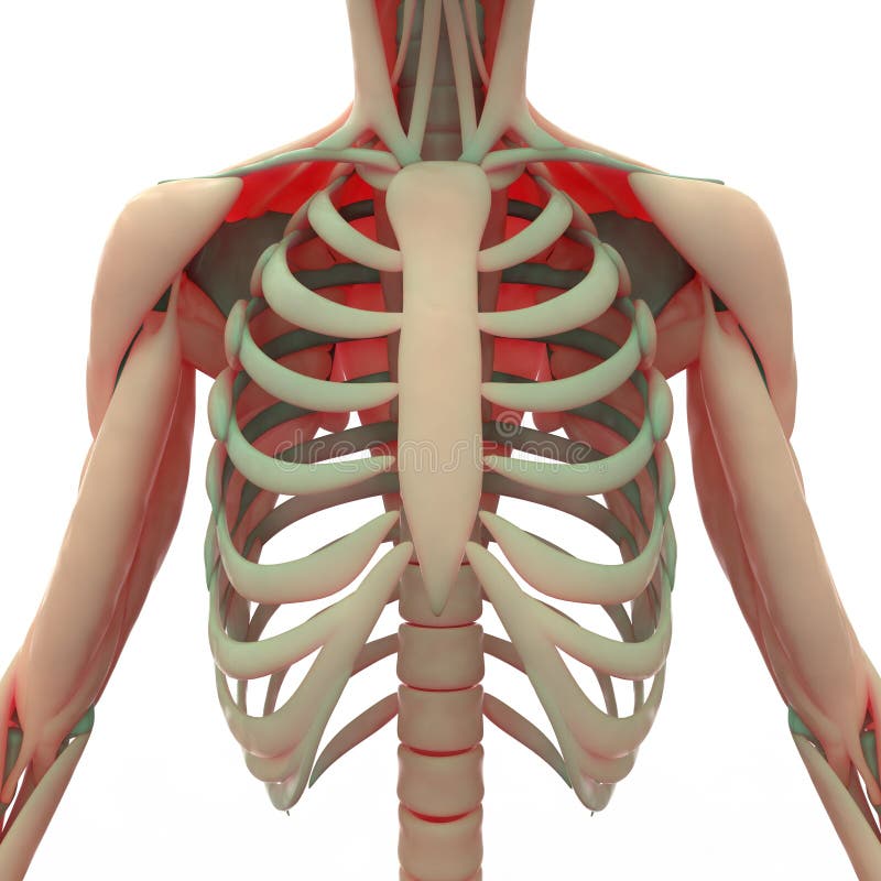 Scapola Umana Con Le Costole Illustrazione di Stock - Illustrazione di ...