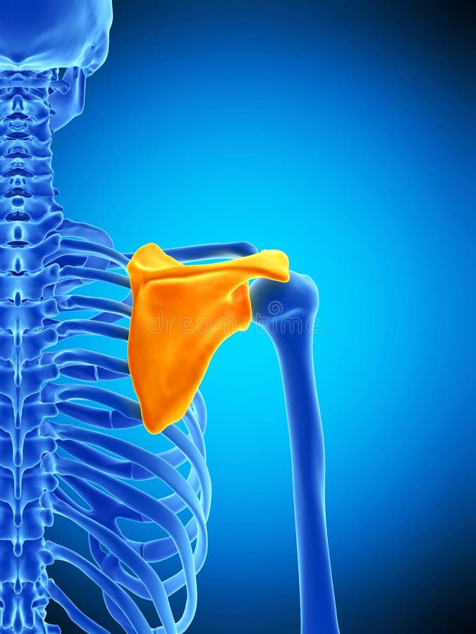 Scapula Anatomy Stock Illustrations – 6,520 Scapula Anatomy Stock ...