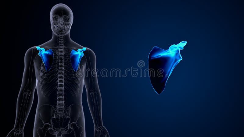 Human Skeleton Anatomy Scapula Bone .3d Illustration Stock Illustration ...