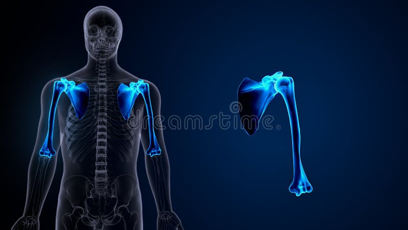 Human Skeleton Anatomy Scapula Bone .3d Illustration Stock Illustration ...