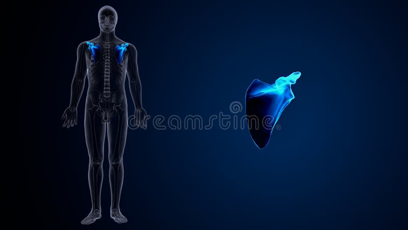 Human Skeleton Anatomy Scapula Bone .3d Illustration Stock Illustration ...