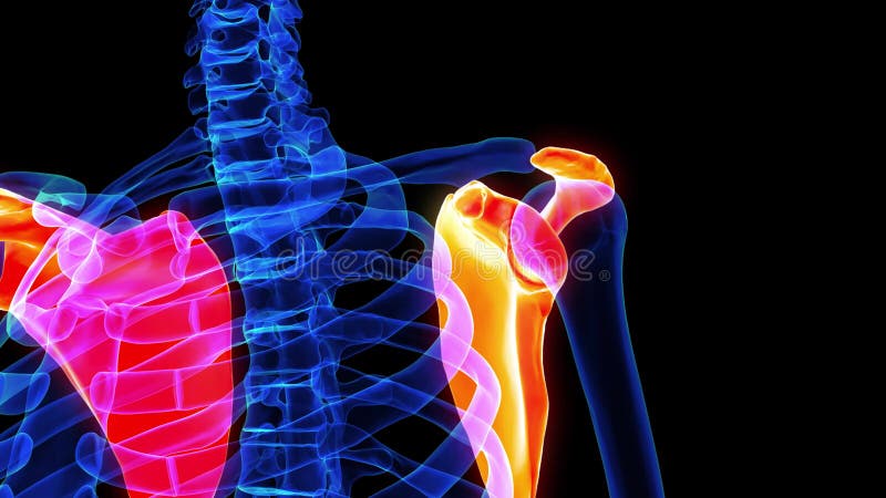 Scapula Bone Anatomy for Medical Concept 3D Rendering Stock Footage ...