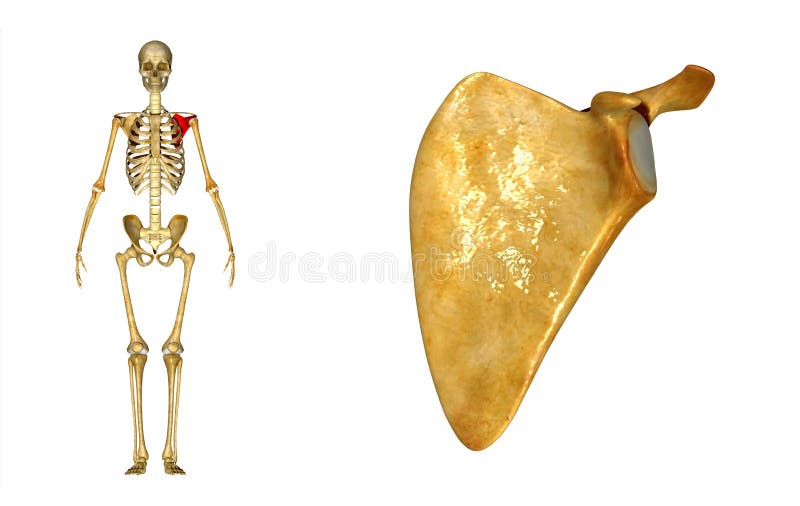 Clavicle or Collar Bone X-ray Front or Anterior View. Osteology of the ...