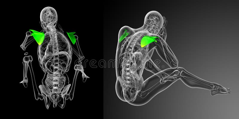 Scapula bone stock illustration. Illustration of bone - 88893368