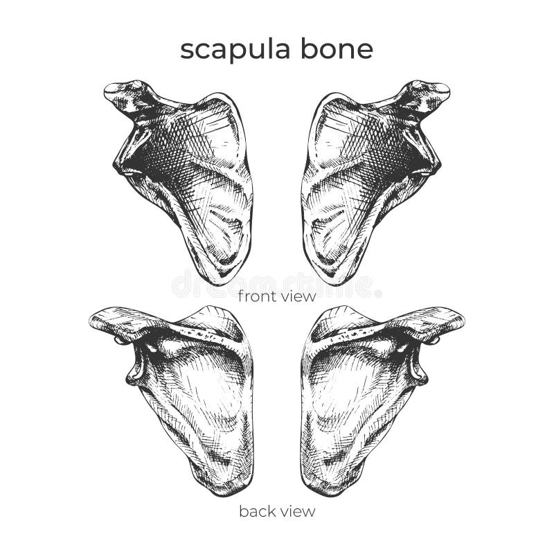 478_scapula bone stock vector. Illustration of scapula - 241138551