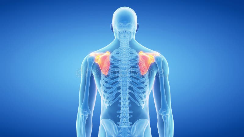 Scapula Bone Anatomy for Medical Concept 3D Rendering Stock Video ...