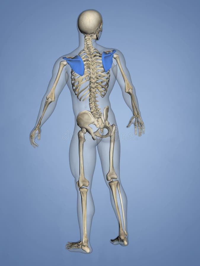 Scapula M-SKEL-SCAPULA 9, 3D Model Stock Illustration - Illustration of ...