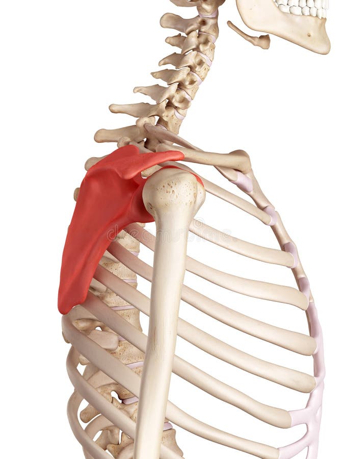 The scapula stock image. Image of white, joint, style - 58776133