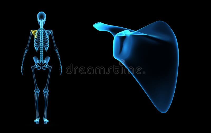 Scapula stock illustration. Illustration of hand, socket - 47649260