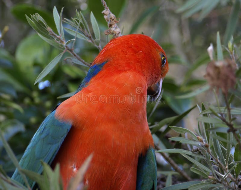 Scapularis De Alisterus Del Loro Del Rey Foto de archivo - Imagen de ...
