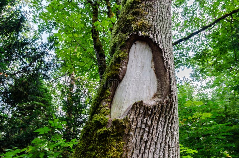 Scar of a Damaged Bark on a Pine Tree Stock Photo - Image of crumbling ...