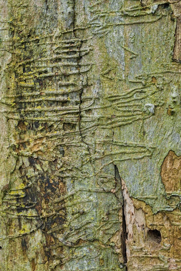 Scars Caused by Bark Beetles on the Bark of a Tree Stock Photo - Image ...