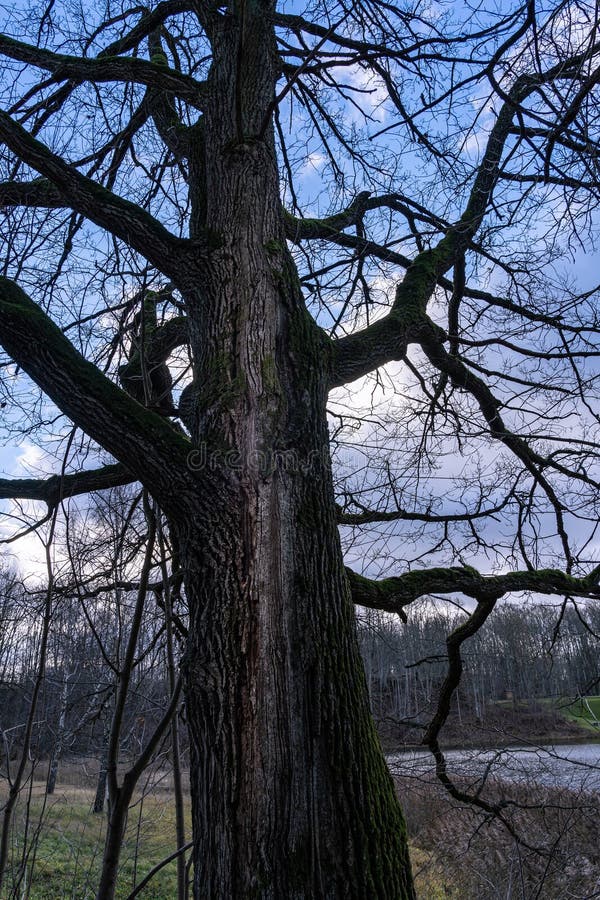 A Scar in a Tree Trunk after a Lightning Kick Stock Photo - Image of ...
