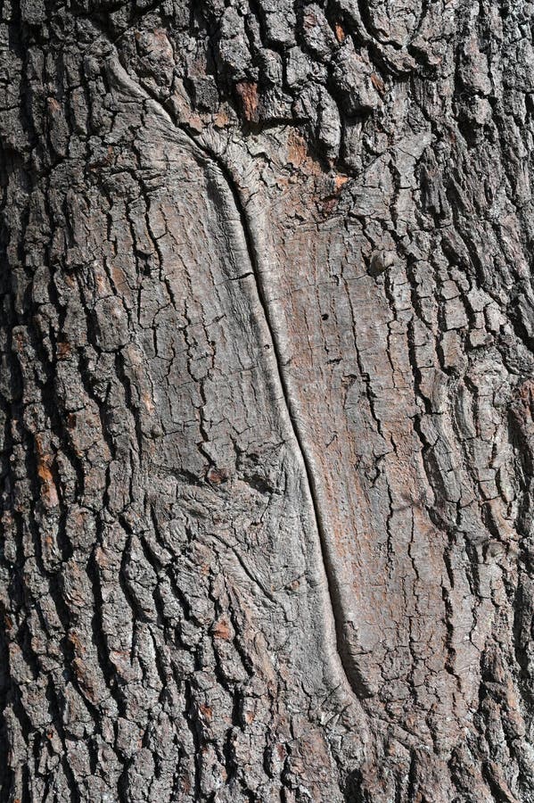 Scar on tree trunk stock photo. Image of design, heartwood - 216862090