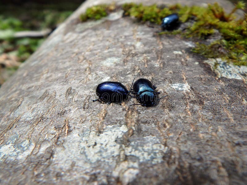 Scarabée Bleu Métallique Photos Stock - Téléchargez 215 Photos libres ...