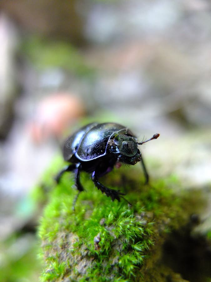 Scarabée Bleu Métallique Photos Stock - Téléchargez 215 Photos libres ...