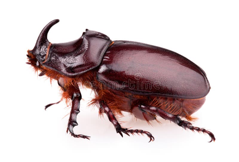 Faune Du Madagascar De Scarabée De Rhinocéros Photo stock - Image du ...