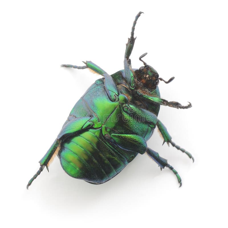 Scarabée vert image stock. Image du anomalie, fermer - 31739383