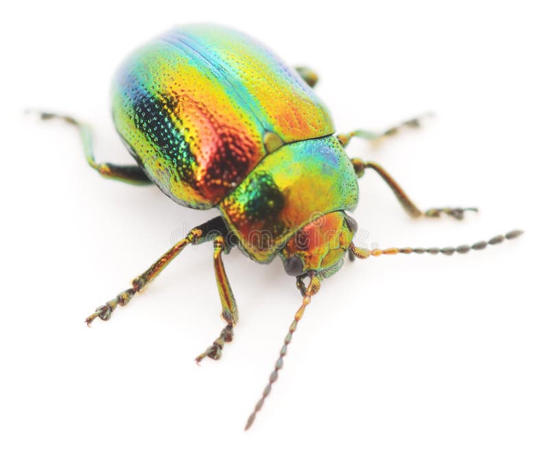 Scarabée vert image stock. Image du couleur, scarabée - 42135405