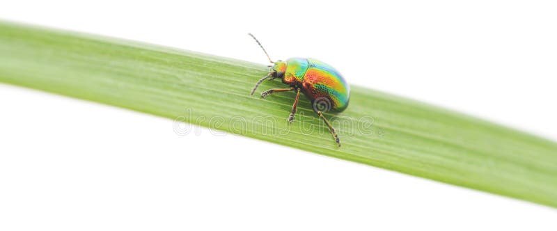 Scarabée vert photo stock. Image du sauvage, isolement - 44141094