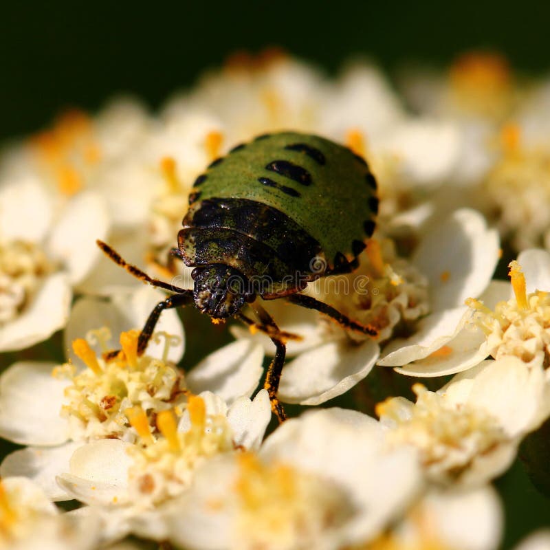 Insecte Vert De Coléoptère D'isolement Sur Le Blanc Image stock - Image ...