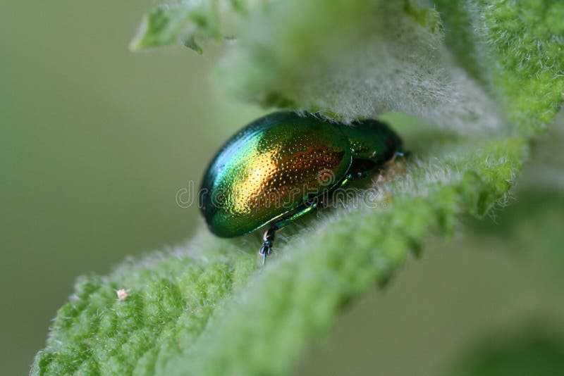 Scarabée vert photo stock. Image du créature, nature - 29372060