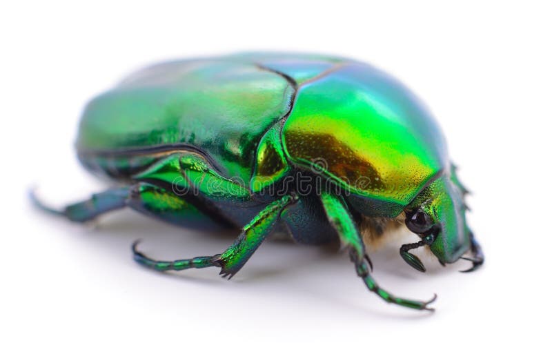 Scarabée vert image stock. Image du scarabée, couleur - 31739383