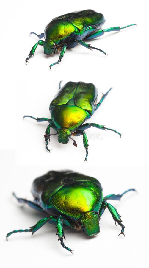 Scarab stock photo. Image of scarabaeidae, green, metallic - 15243494
