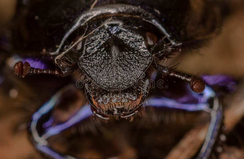 Scarab in action stock photo. Image of antenna, background - 81648968