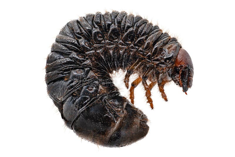 Scarab Beetle Grub Macrophotography Stock Photo - Image of slimy ...