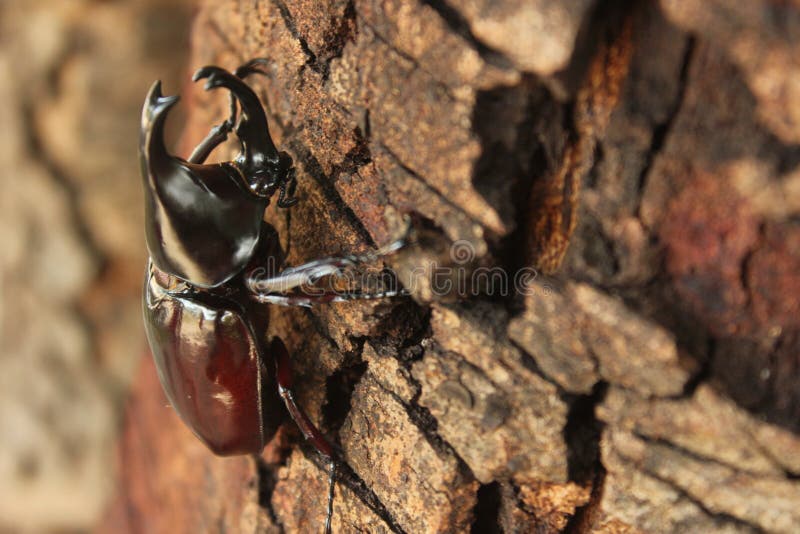 Scarab beetle stock photo. Image of insect, animal, environment - 45021684