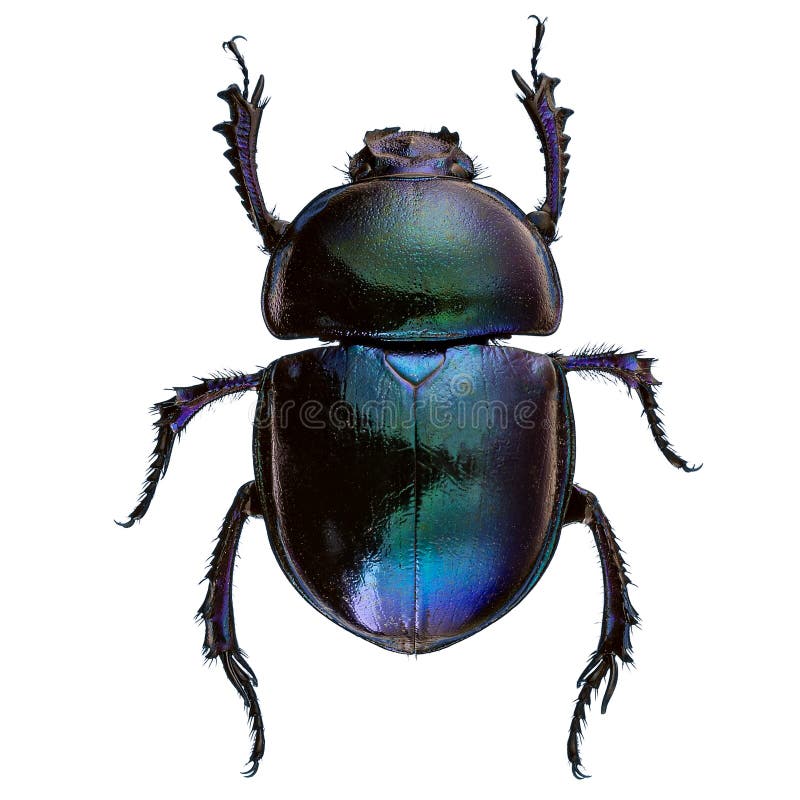 Scarab beetles isolated stock image. Image of scarab - 271315397