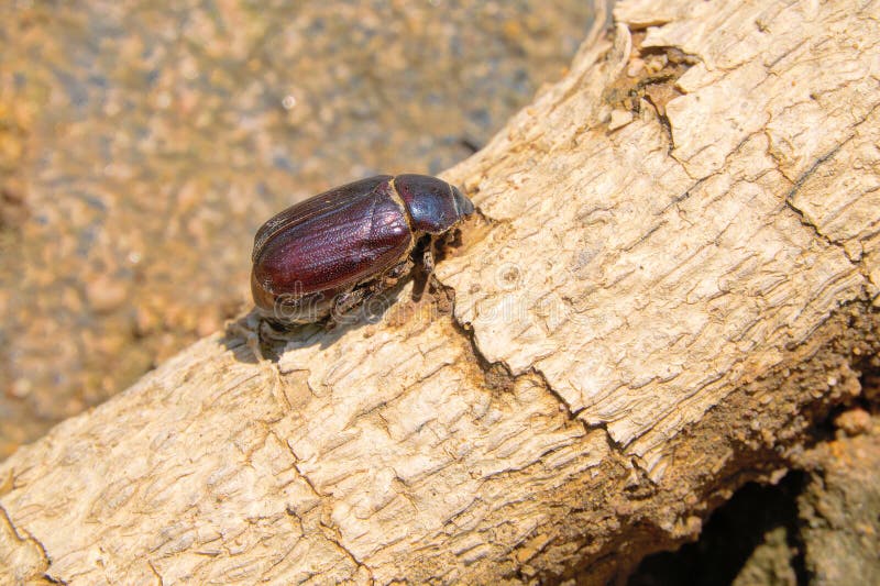 Scarab stock photo. Image of coleoptera, maroon, insects - 271863630