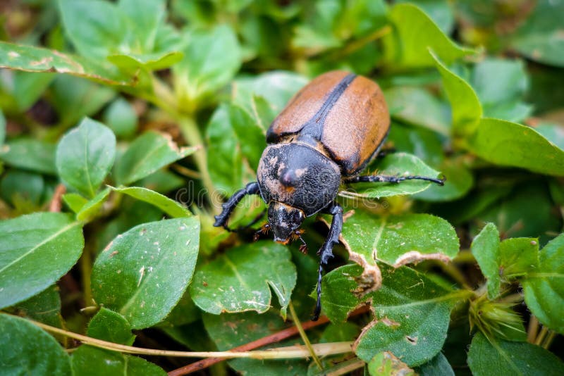 Scarab close-up view stock photo. Image of insect, coleopterous - 92055186