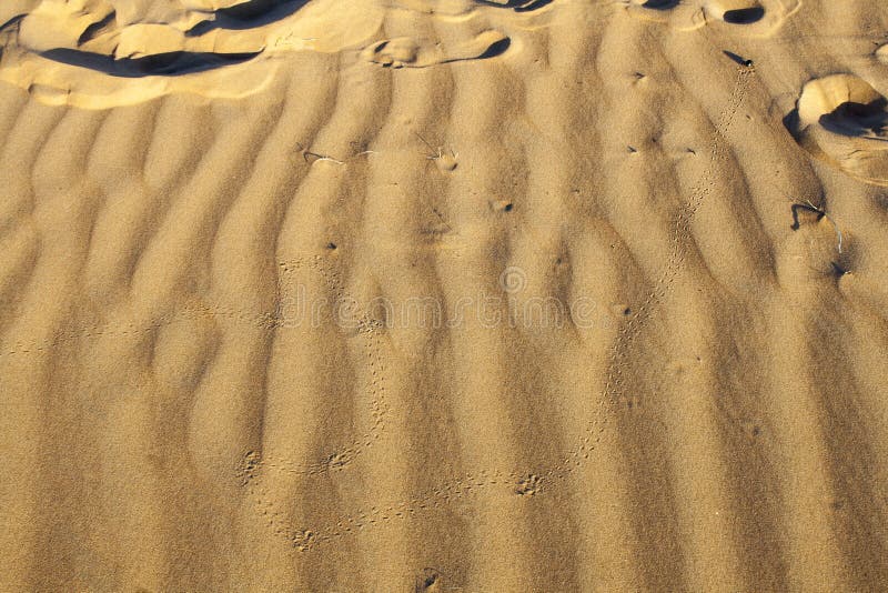 120 Insect Footprints Stock Photos - Free & Royalty-Free Stock Photos ...