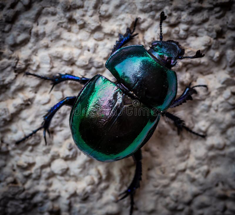 Scarab stock image. Image of color, outdoors, foreground - 157904925