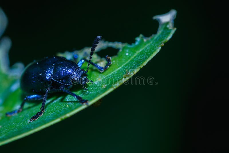 Scarab,insect,blue Scarab Beetle on Leaf. Stock Image - Image of macro ...