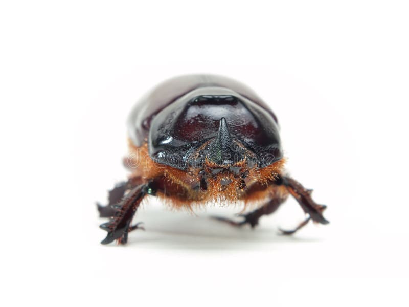 Rhino beetle stock photo. Image of shiny, biology, scarabaeidae - 14759444