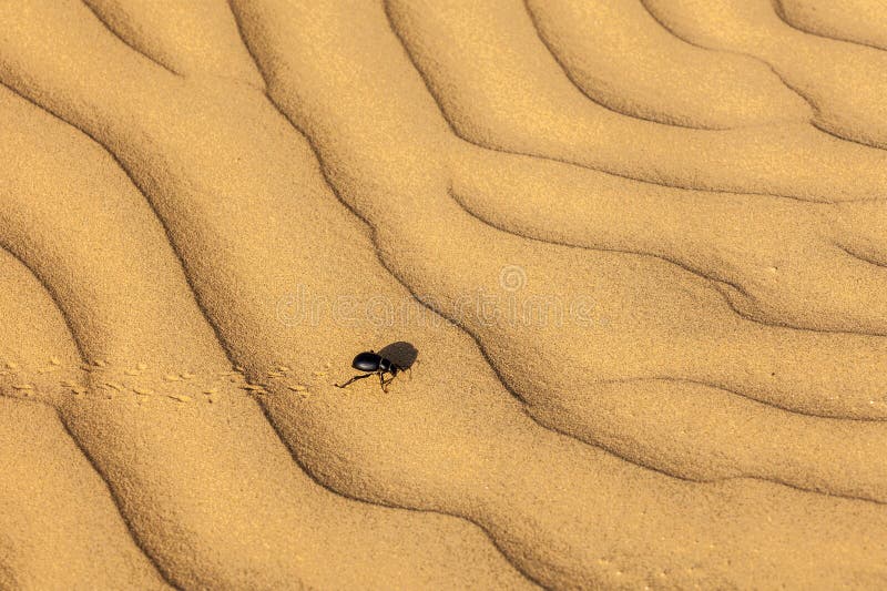 Scarab (Scarabaeus) Beetle on Desert Sand Stock Photo - Image of insect ...