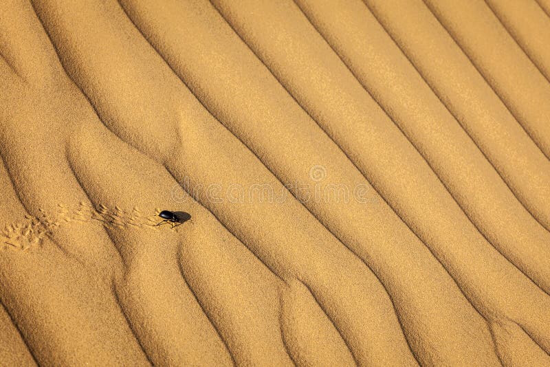 Scarab (Scarabaeus) Beetle on Desert Sand Stock Image - Image of animal ...